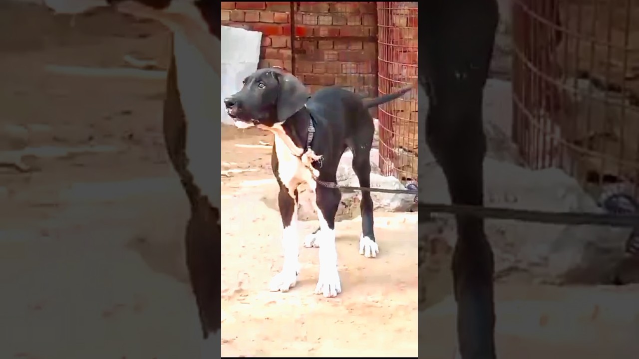 bully dog papy , funny papy dog , bully dog breeds #viral #trending # ...