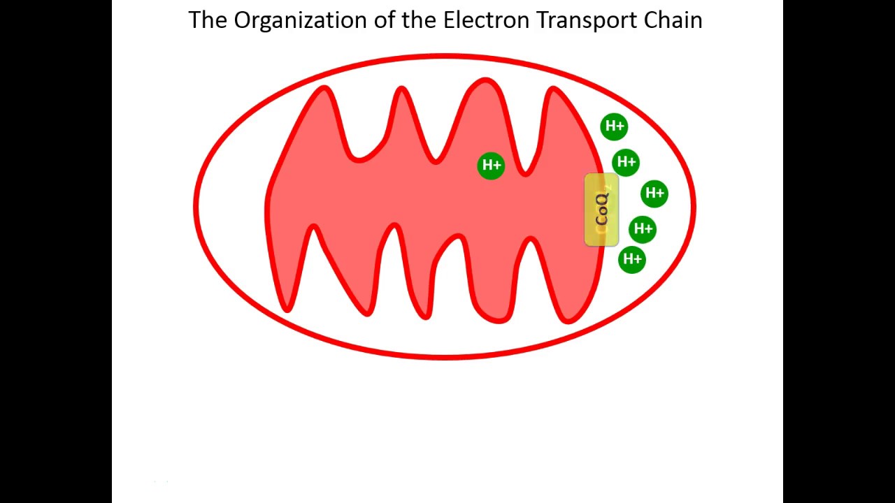 Lecture 15C - The ETC Itself - YouTube