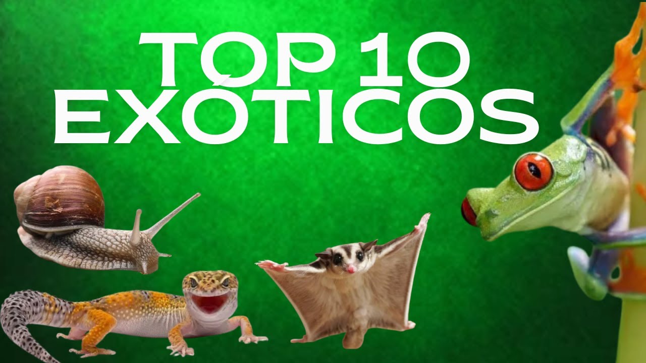 ¡Top 10 Animales Exóticos que NO Creerás que Existen! - YouTube