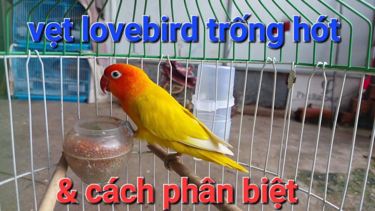Cách Phân Biệt Vẹt lovebird Trống & Mái | đam mê độc lạ - YouTube