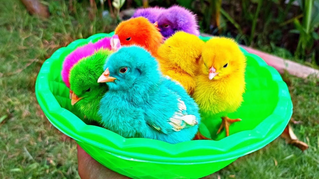 Tangkap bebek, ayam warna warni, kelinci, hamster putih, marmut, kura ...