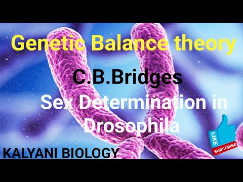 #Genetic Balanace Theory of sex Determination #by C.B.Bridges in ...