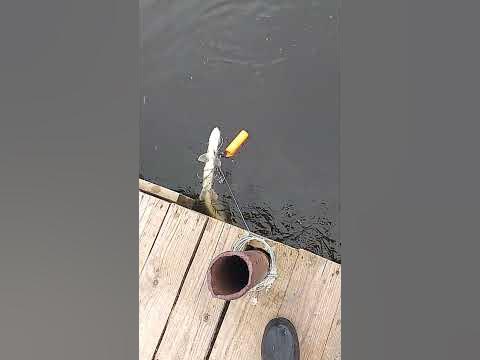 #рыбак #рыбалка #удочка #крупнаящука #рыба - YouTube