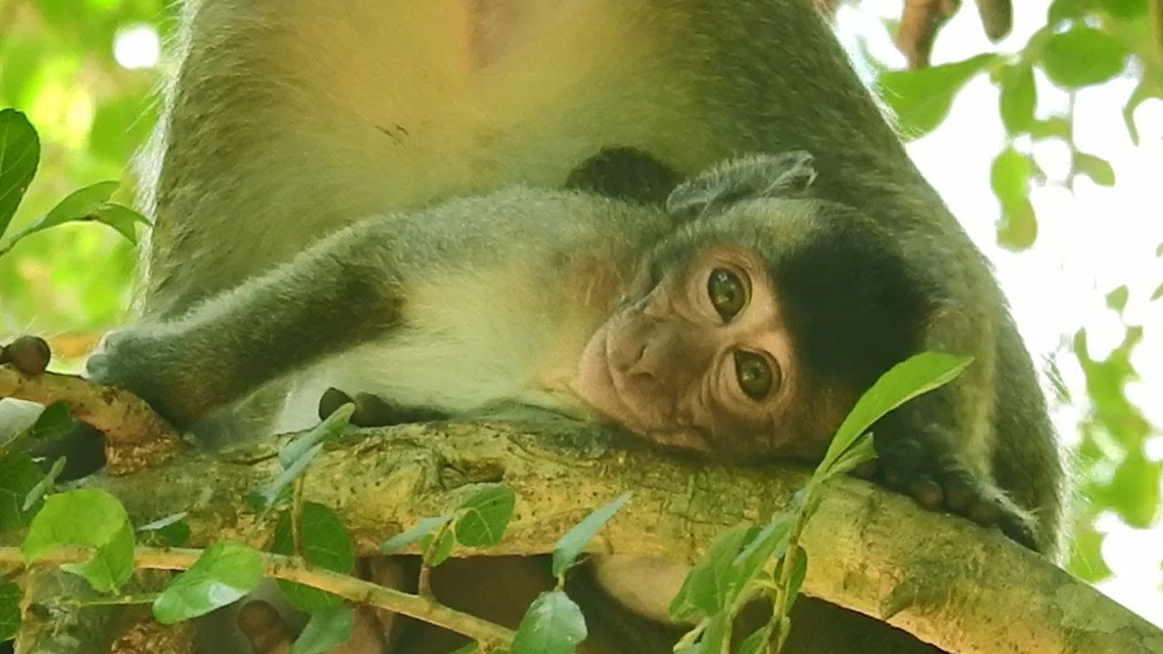 Delena Feeling So Good Now, Monkey Dee Dee Great Mom Grooming & Taking ...