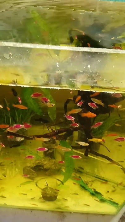 Молька делает ветер 💨😁😁😁 - YouTube