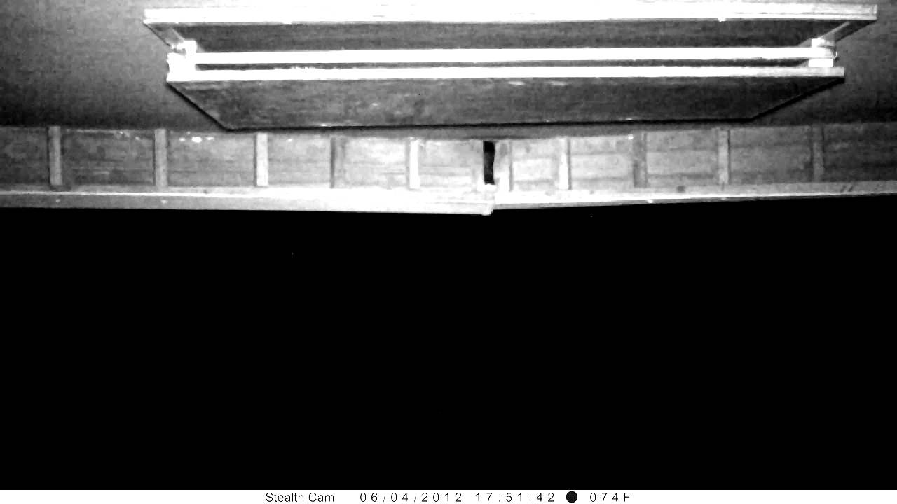 Bats flying at night (with sound) - YouTube