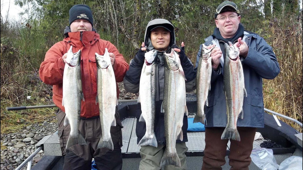 Limits of Big Steelhead Fishing in Washington state - YouTube