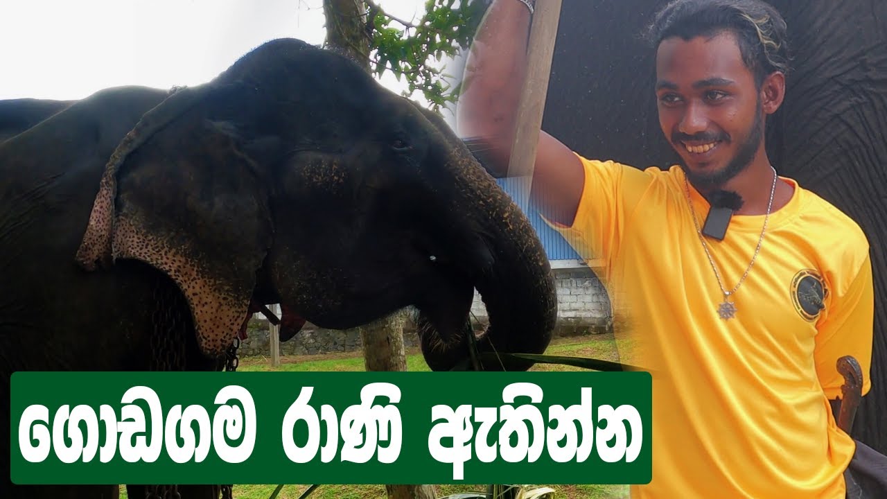 Godagama Rani දැන් ටිකක් වයසයි ඒත් පෙරහැරේ හොඳටම යනවා ගොඩගම රාණි ඇතින්න ...