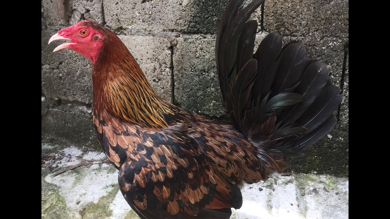 Hennie lemon gamefowl - YouTube