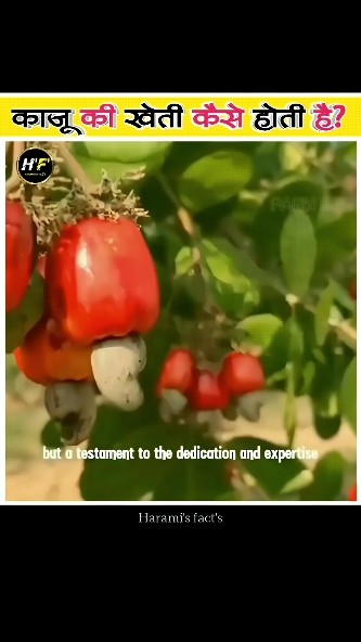 How to grow Kaju🥜 #shorts #ytshorts #facts - YouTube
