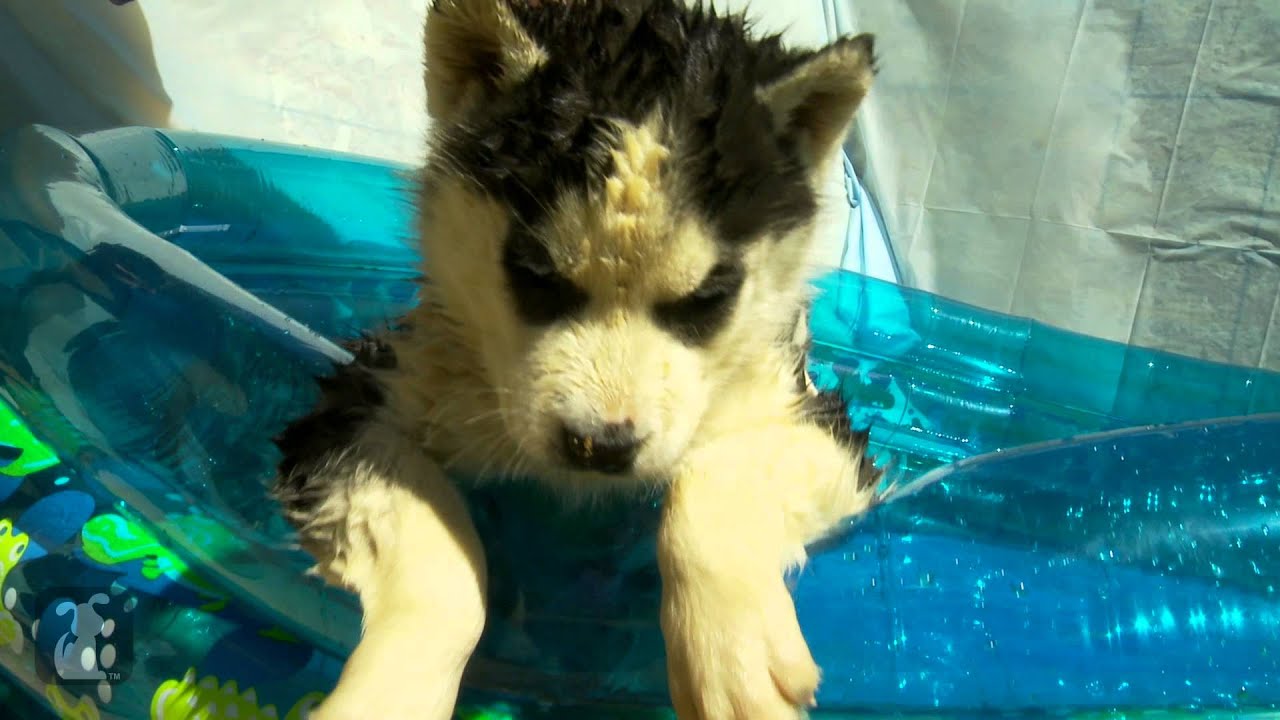 Husky Puppies First Time in Pool - Puppy Love - YouTube