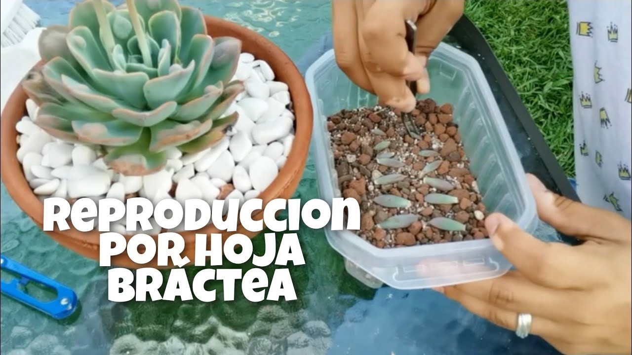 Propagación por Hoja Bráctea// Echeveria Raindrops // Any Grc - YouTube