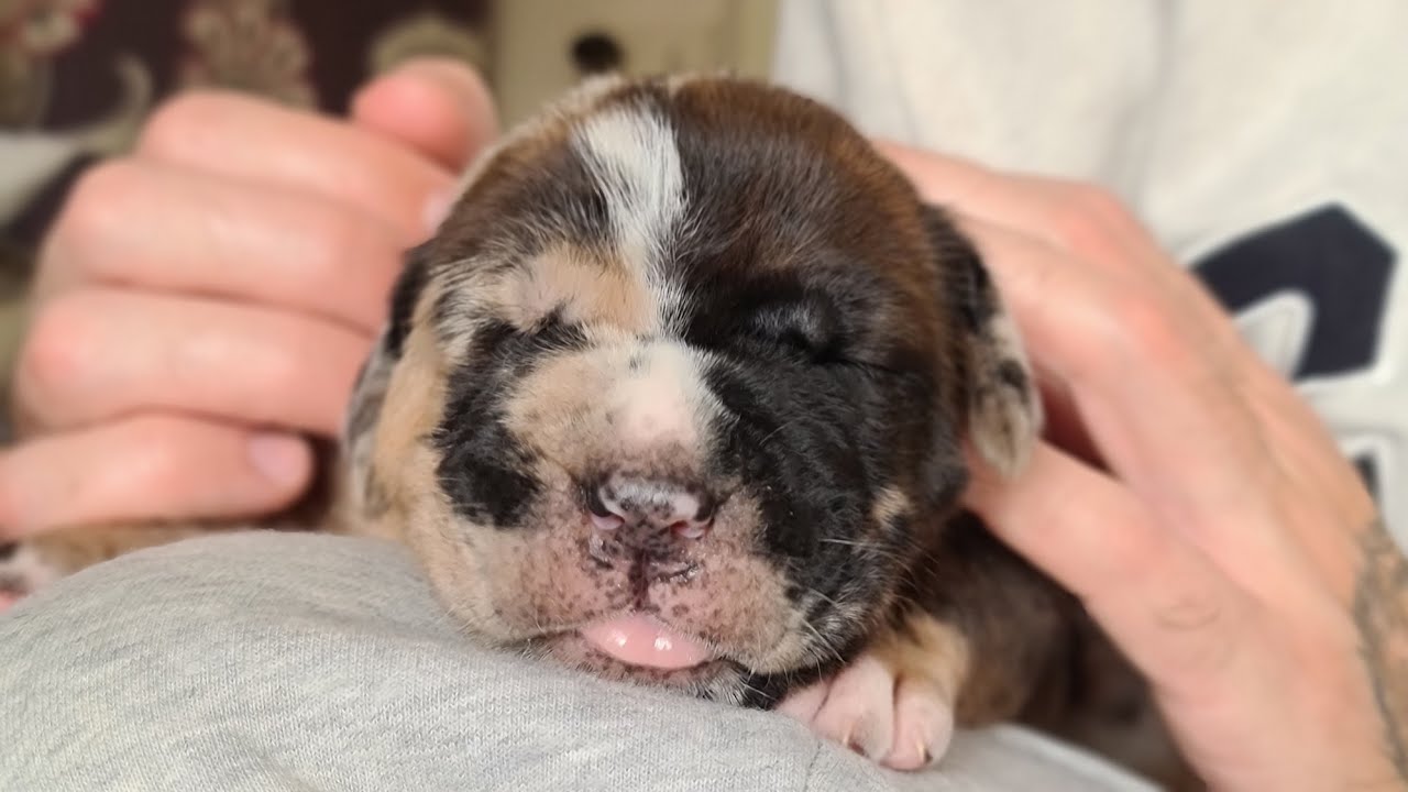 meet Big Bettys first litter of merle mastiff puppies - YouTube