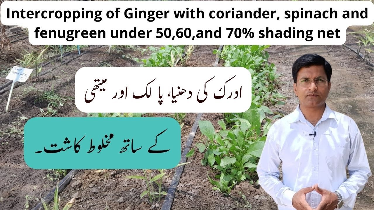 Intercropping of ginger with coriander, Spinach and Fenugreen | under ...
