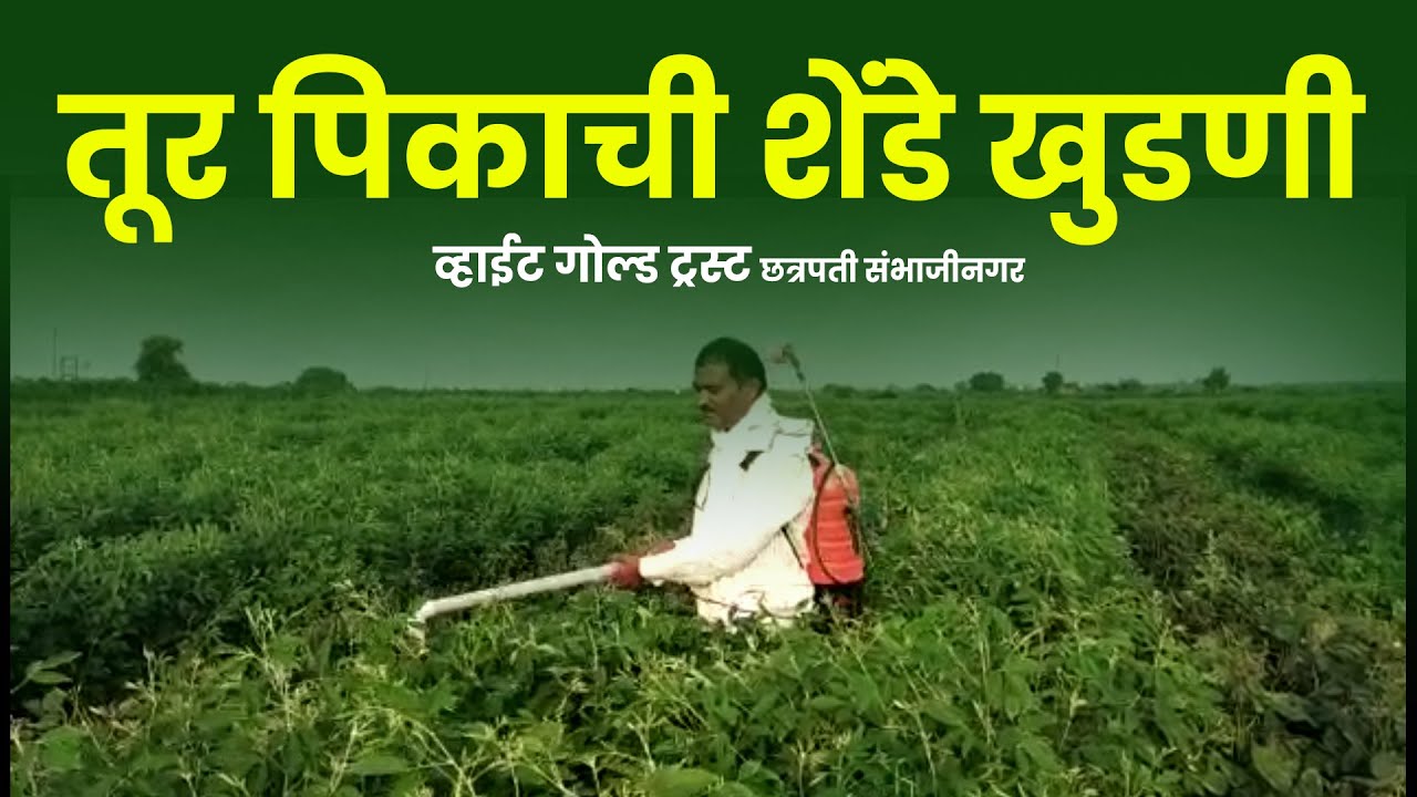 तूर पिकाची शेंडे खुडणी कधी व कशी करावी ? । श्री गजानन जाधव सर #शेती # ...