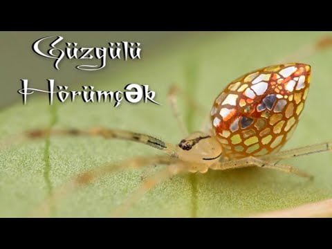 Güzgülü hörümçək