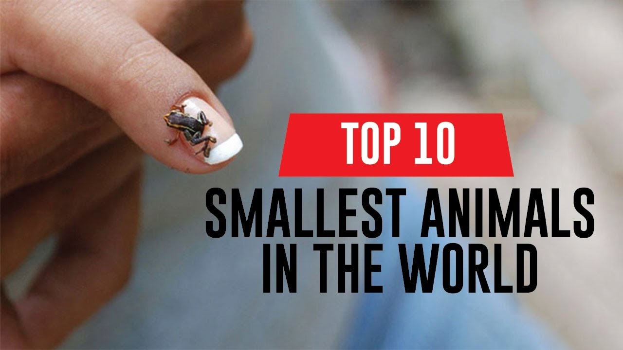 Top 10 Smallest Animals In The World - YouTube
