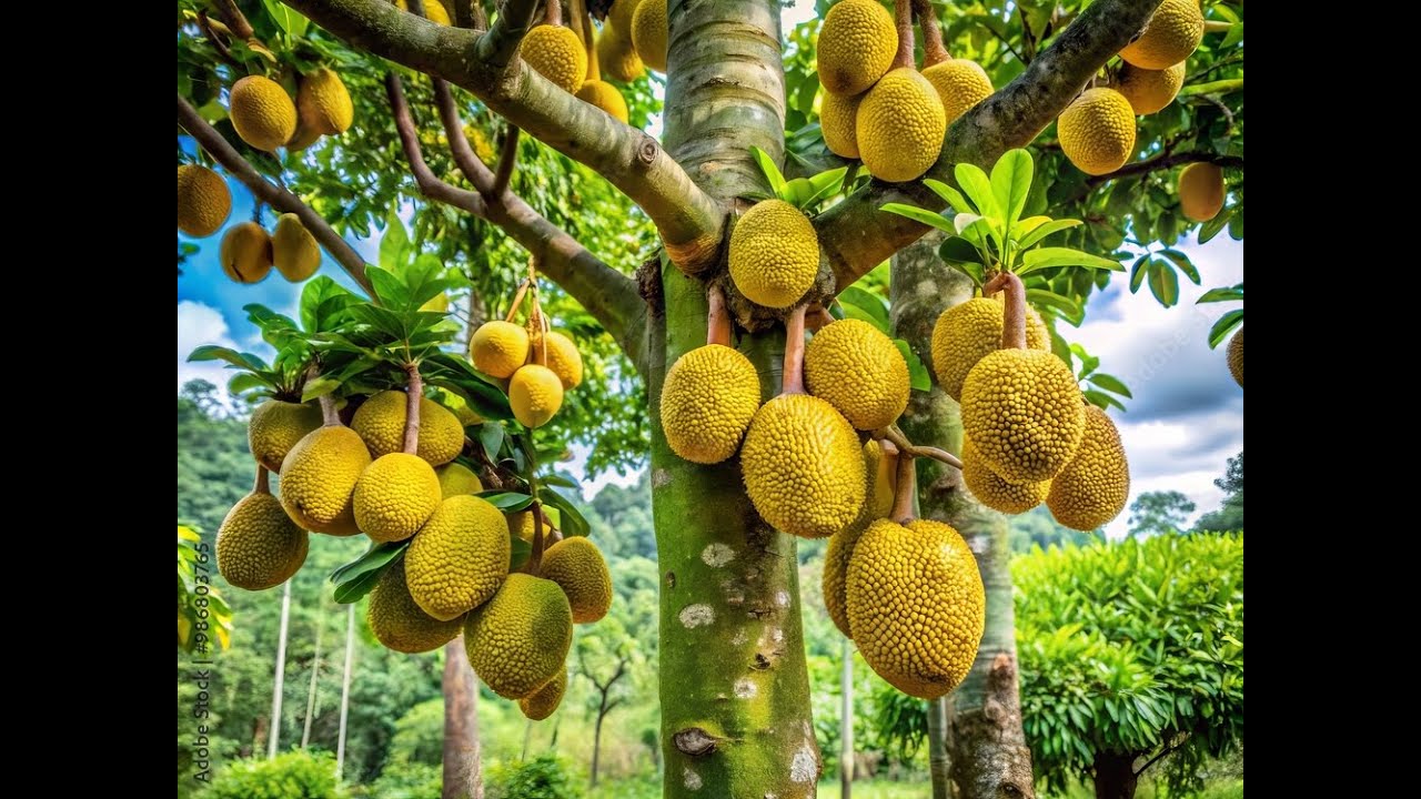Propagating jackfruit tree Faster at Home with PRO Techniques! - YouTube