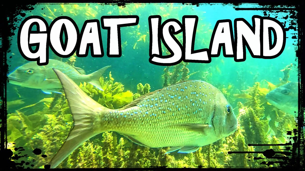 New Zealand's BEST Snorkeling 🇳🇿 Goat Island Marine Reserve - YouTube