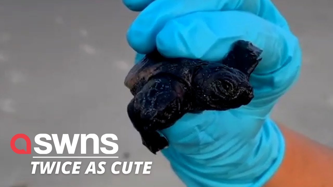 Biology experts discover a rare baby sea turtle - with TWO heads ...