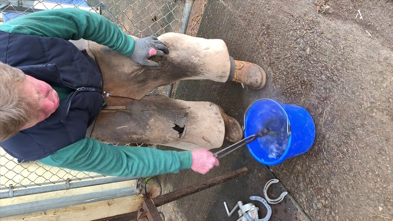 The best farrier in Brooklyn, New York - YouTube