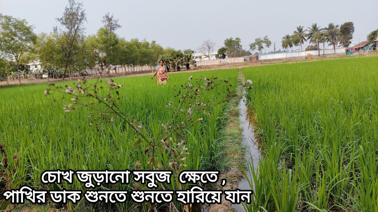 ENJOY THE RURAL INDIAN LIFE WITH NATURE AND SOOTHING SOUND| GREEN PADDY ...