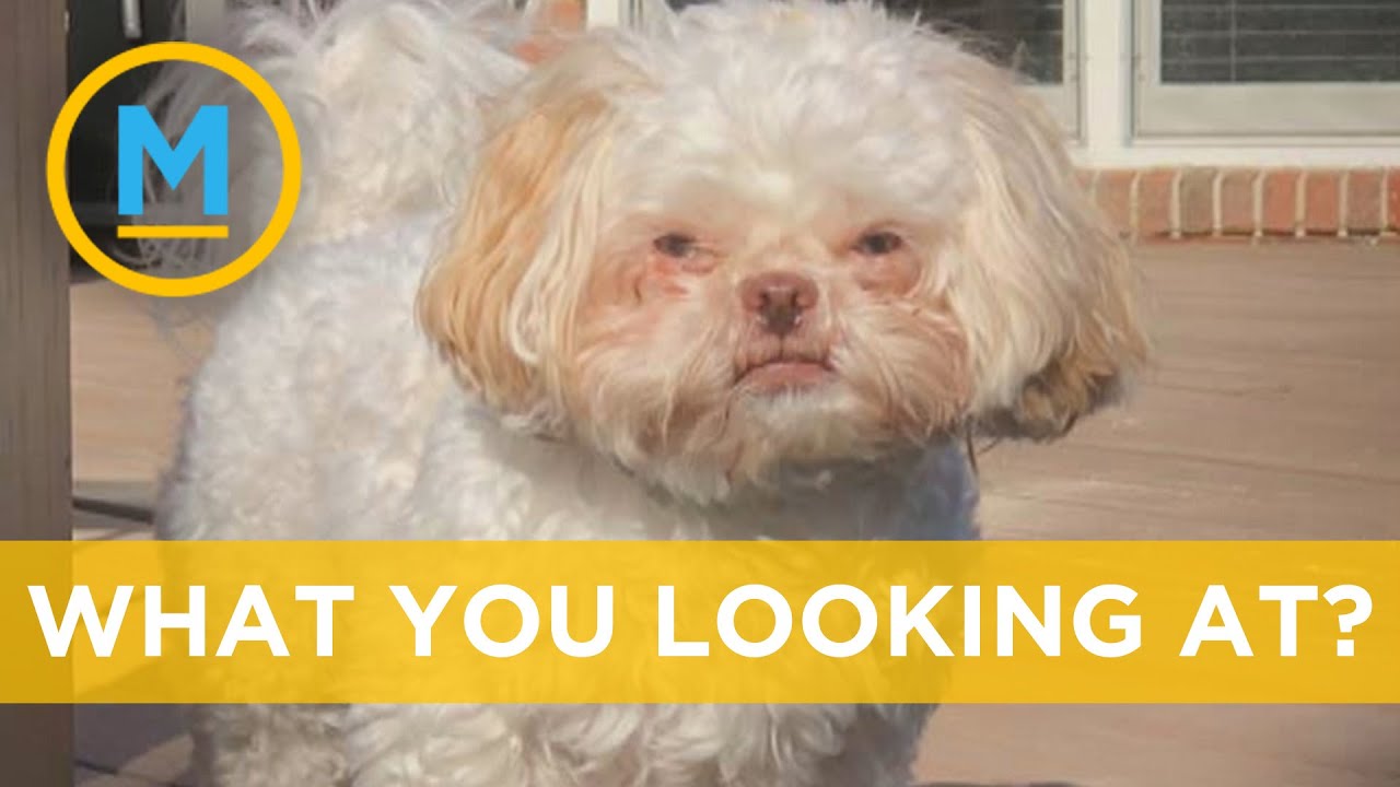 These disapproving dogs are hilarious and judgy | Your Morning - YouTube
