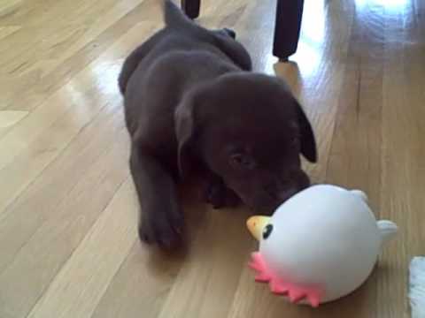 Chocolate Lab Puppy vs. the Chicken - YouTube