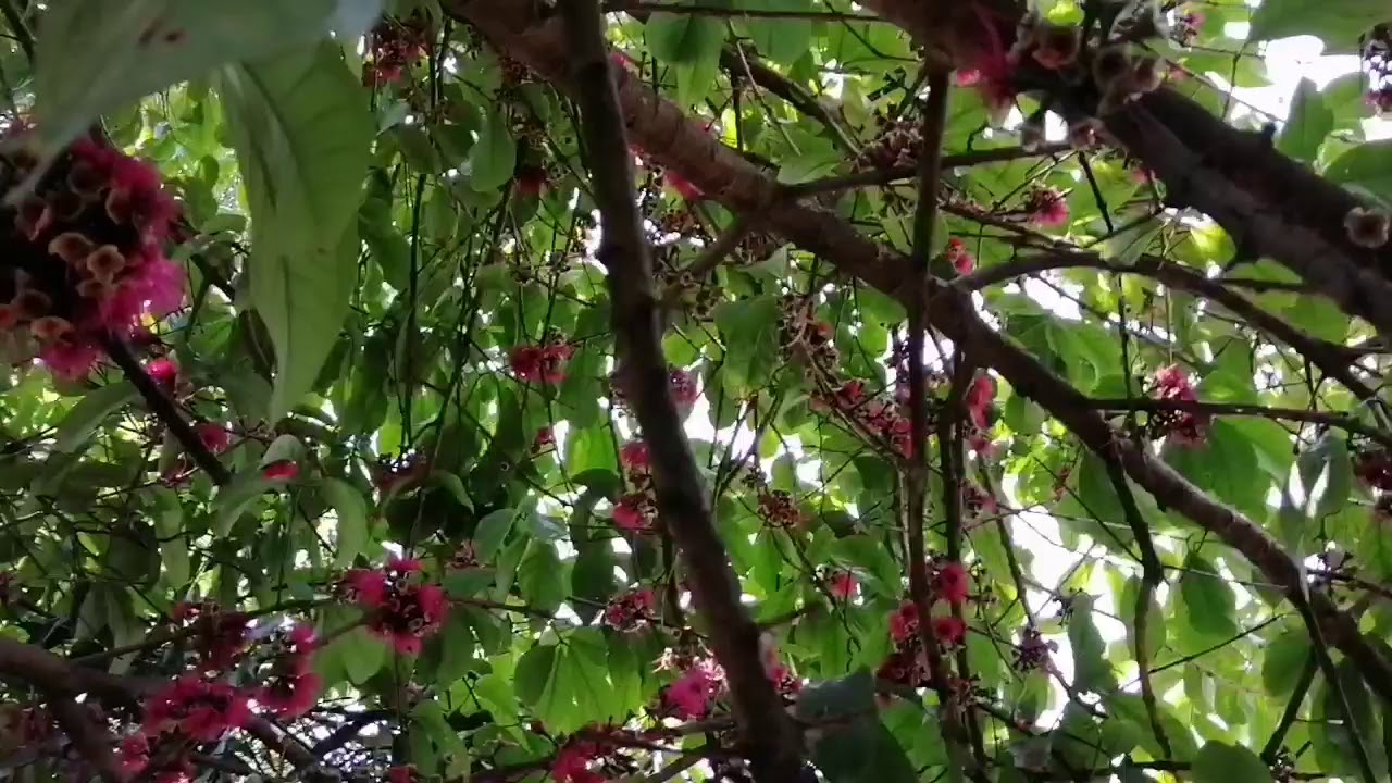 El palito de Marañón japonés - YouTube