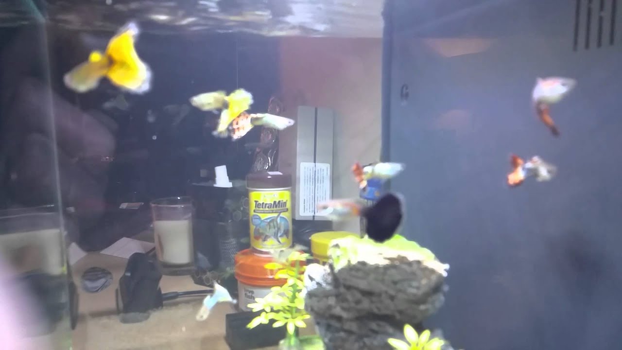 Aqua one aqua nano 30 - YouTube