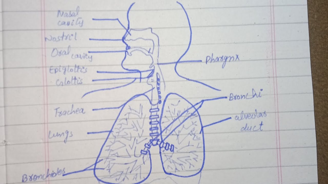 how to draw air passage way and the lungs/ 10 class diagram air ...