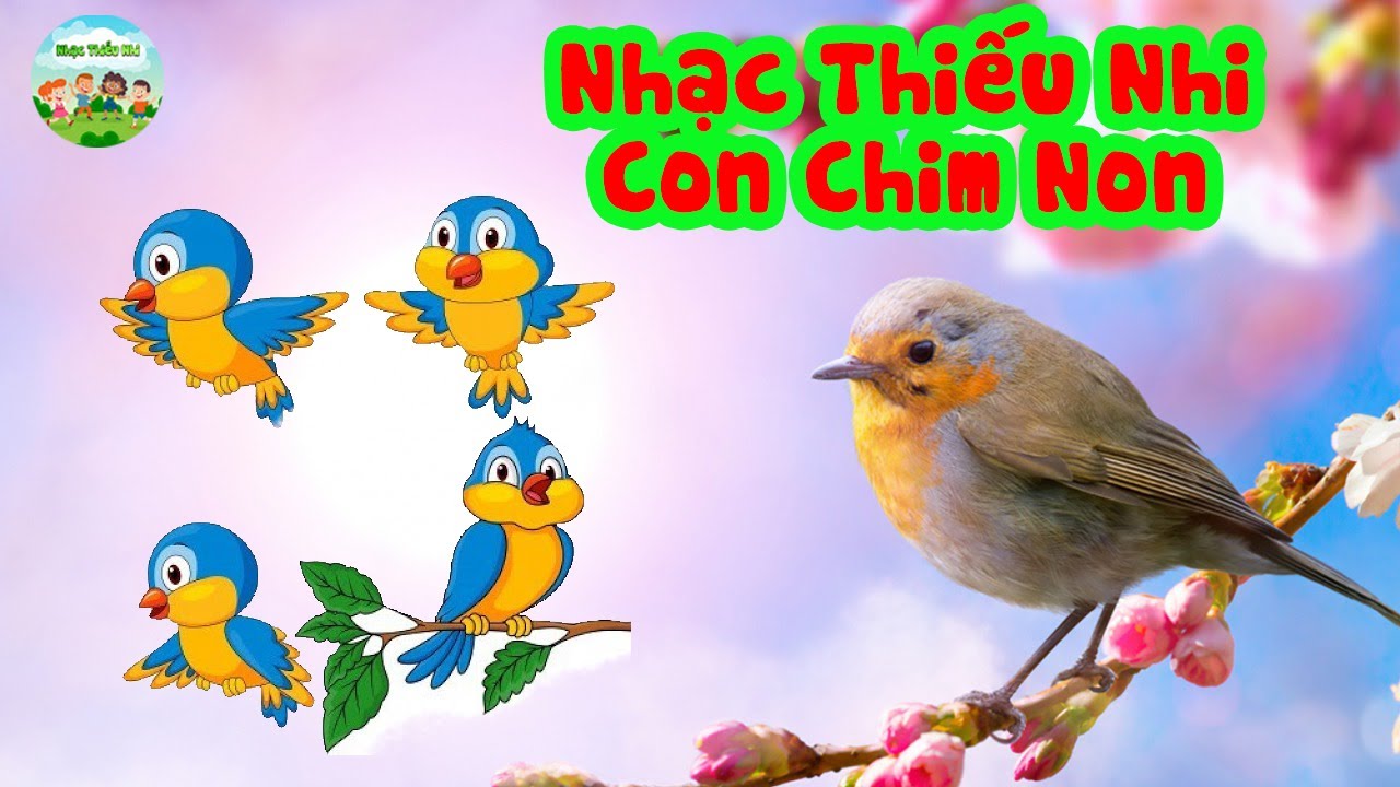 Con chim non 🐦 Chim vành khuyên 🐦 Nhạc thiếu nhi giúp bé thông minh 🐦 ...