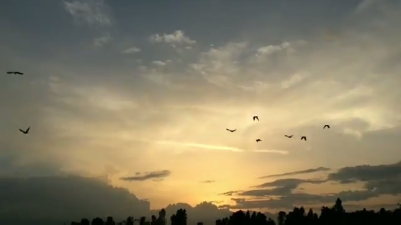 Birds Flying Compilation || 🐦🐦🐦🐦 || - YouTube