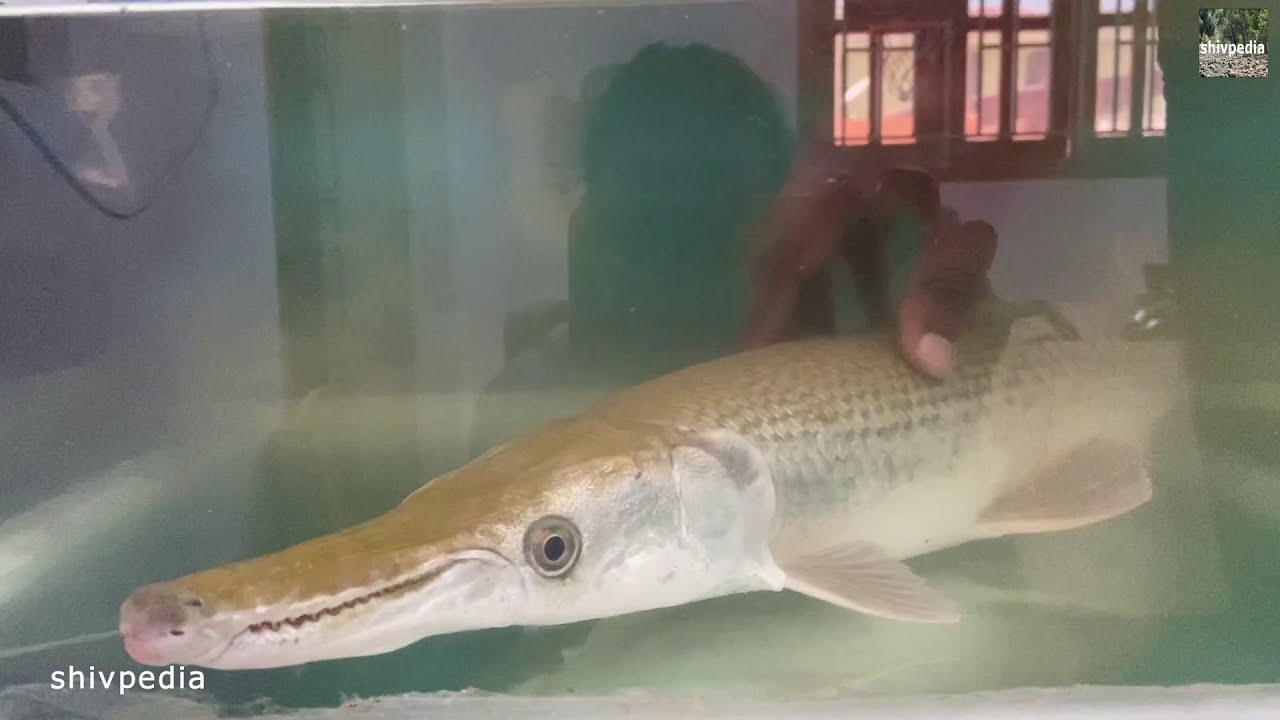 VERY HARD SKIN FOR ALLIGATOR GAR | TOUCHING ALLIGATOR GAR | SHIVPEDIA ...