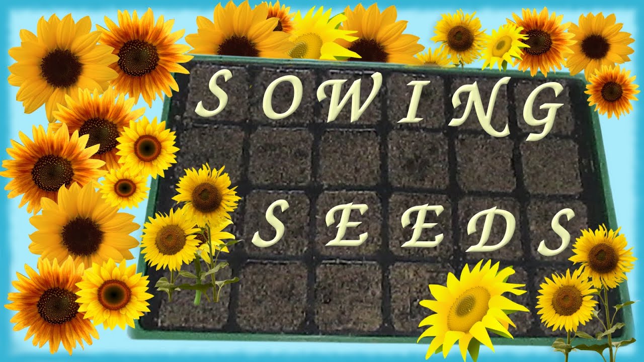 ASMR ~ Sowing Seeds ~ Soft Spoken - YouTube