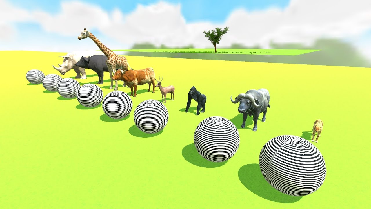 Animals Roll Zebra Football | Giraffe, Rhino, Buffalo, Cheetah, Gorilla ...