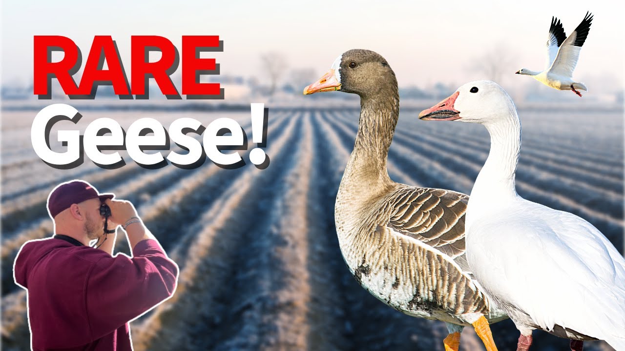 Exploring Utah's Wilds For Incredibly RARE geese - YouTube