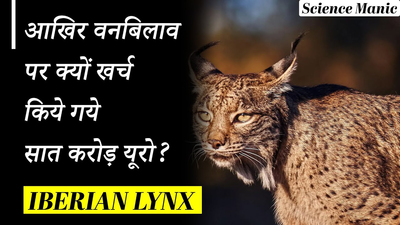 Endangered Iberian lynx Regeneration Story | Iberian Lynx Breeding ...