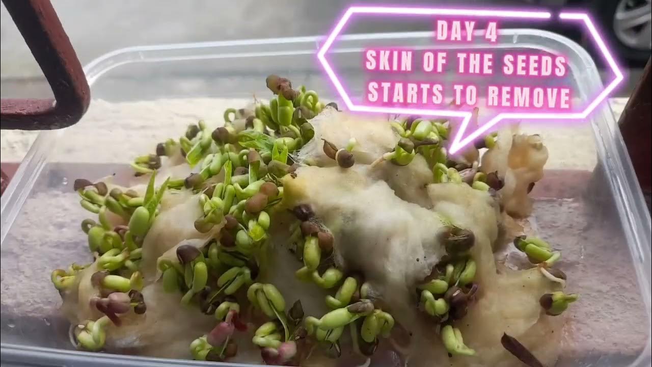 SCIENCE EXPERIMENT ( MONGGO SEED) - YouTube