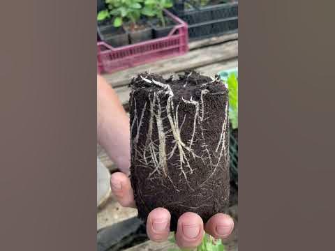 Крыжовник Пакс - YouTube