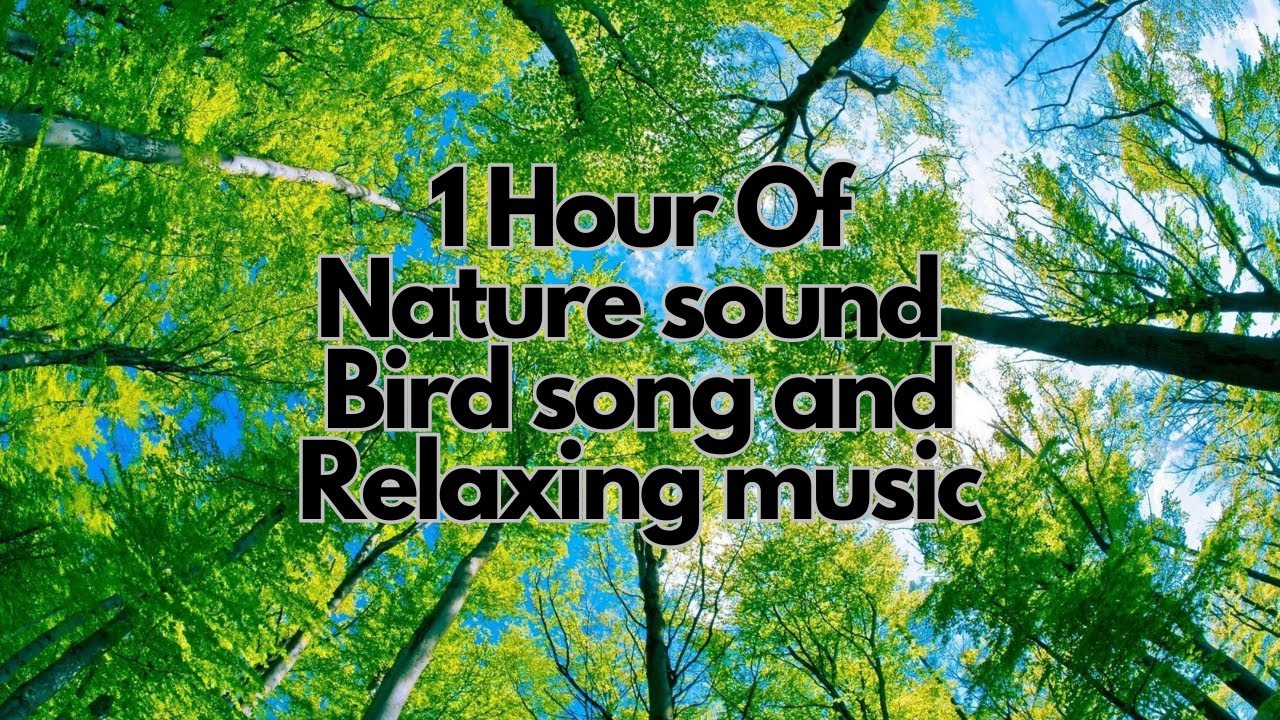 1 Hour Of Nature sound Bird song and Relaxing music - YouTube