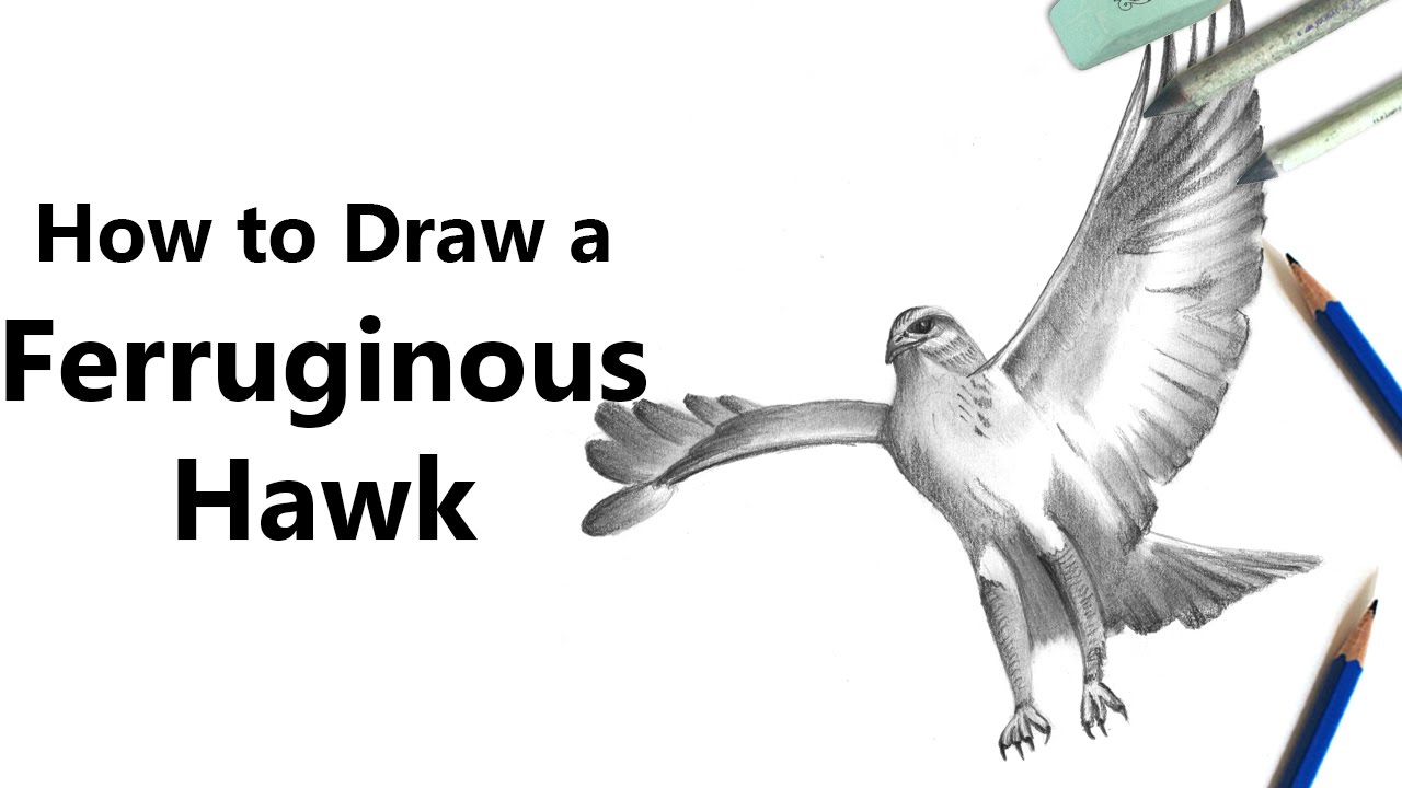 How to Draw a Ferruginous Hawk with Pencils [Time Lapse] - YouTube