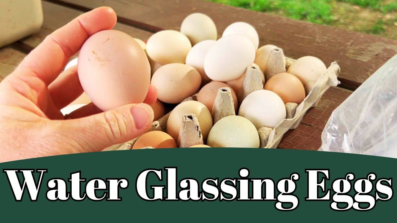 Water Glassing Eggs for Long-Term Storage: Easy How To Water Glass Eggs ...