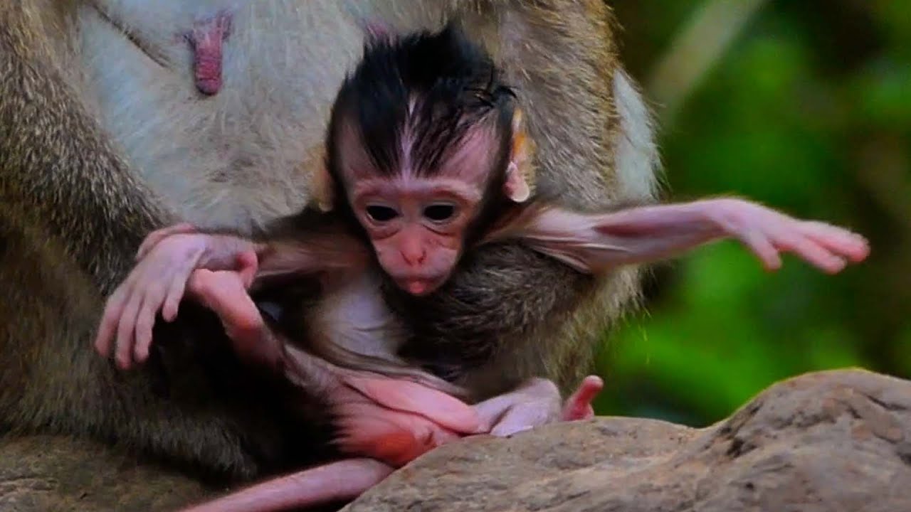 Very gorgeous tiny baby monkey with active, Look very interesting ...