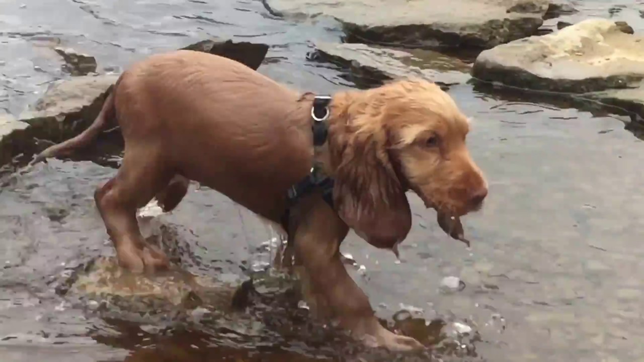 First Puppy Swimming Lesson at Dovestones - 13 Week Old Golden Cocker ...