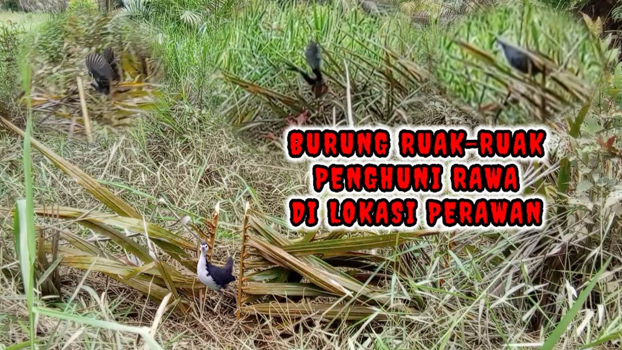 JERAT BURUNG RUAK-RUAK DI LOKASI PERAWAN @UJANGKAREOCHANNEL - YouTube