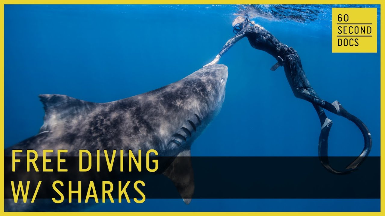 Free Diving w/ Sharks - YouTube