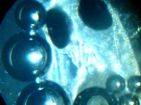 Neon Goby Larvae-Heart Pumping - YouTube