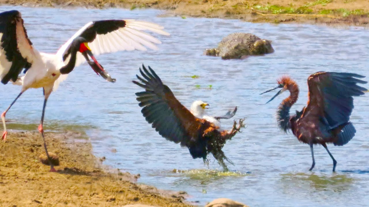 3 Hungry Birds & Crocodile Fight Over 1 Fish - YouTube