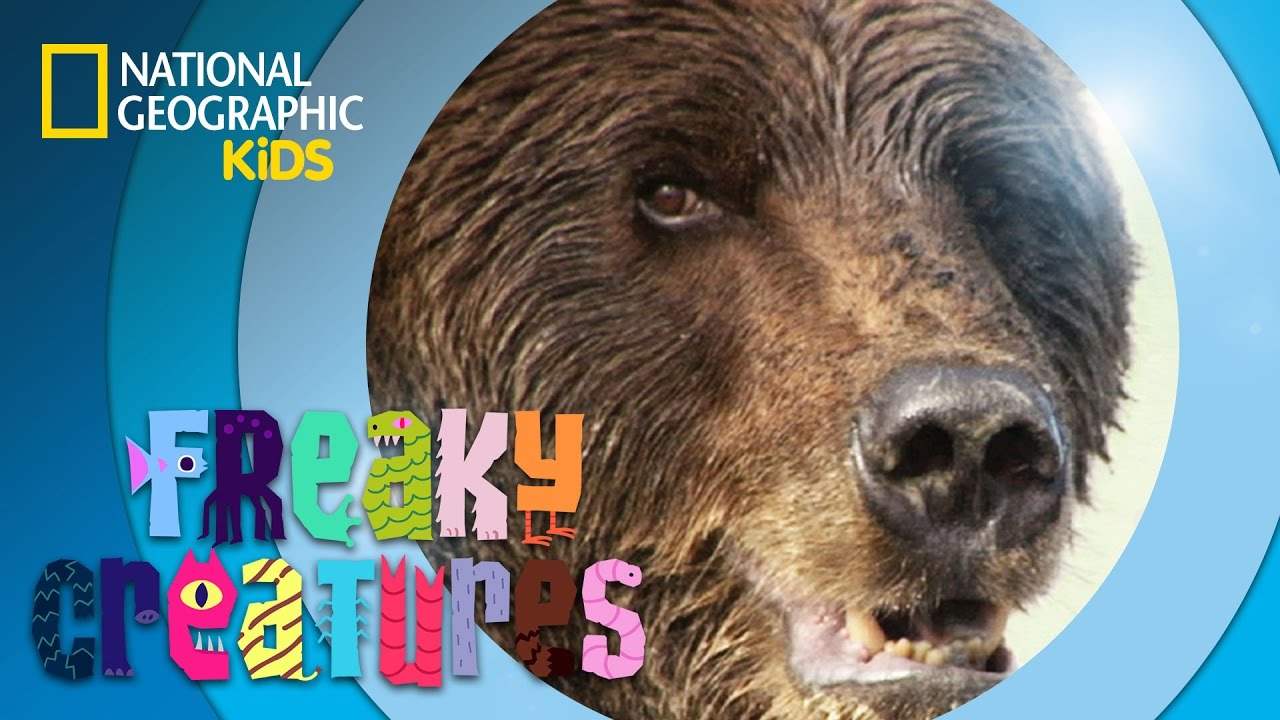 Bear Meal Is Super Gross I Freaky Creatures - YouTube